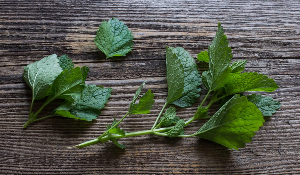 Tips For Cooking With Lemon Balm And A Recipe For Cucumber Salad With