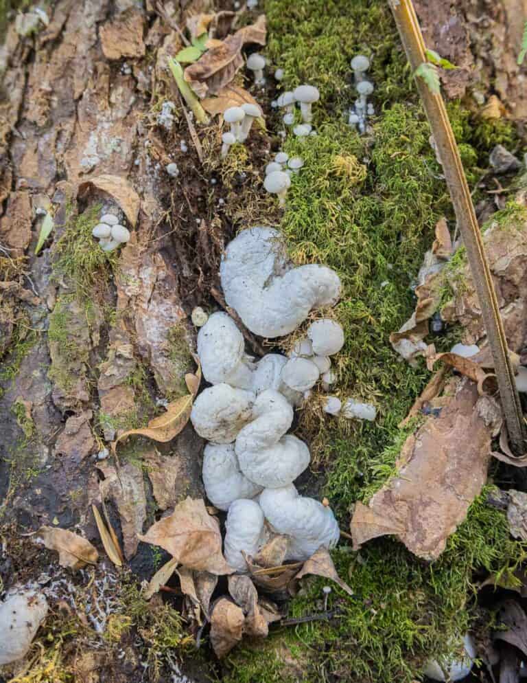 Shrimp of the Woods Mushrooms: Aborted Entolomas