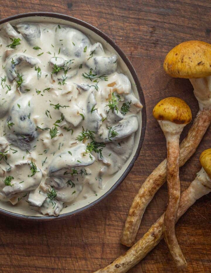 Honey Mushrooms in Sour Cream - Forager | Chef