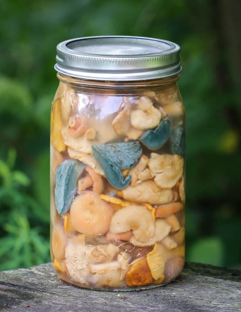 Saffron Milk Cap Mushrooms: Identification, Harvesting and Cooking