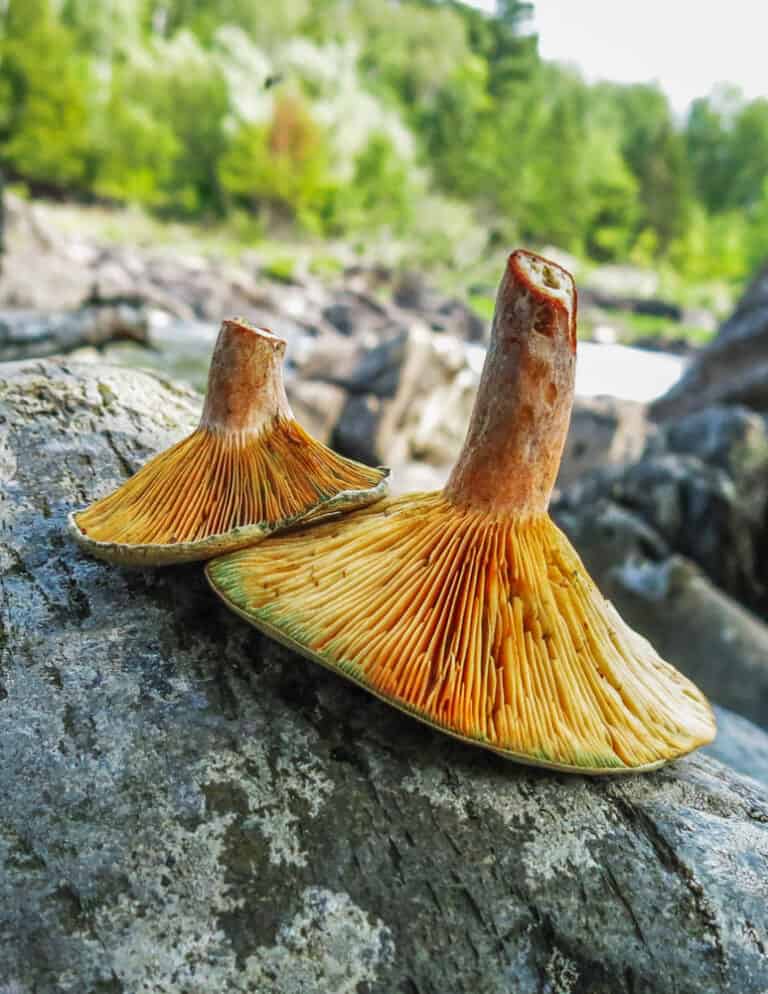 Saffron Milk Cap Mushrooms: Identification, Harvesting and Cooking