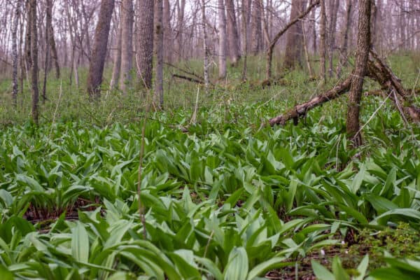 Wild Leeks (Ramps): Harvesting, Sustainability, Cooking and Recipes