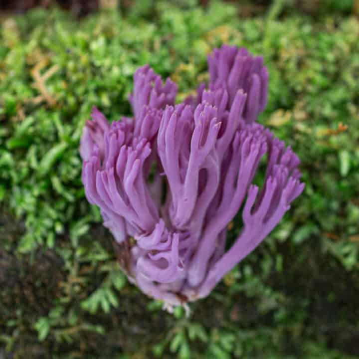 Crown Tipped Coral Mushrooms, Artomyces pyxidatus