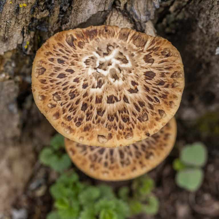 Common Mushrooms That Grow on Trees - Forager | Chef