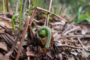 Crunchy Pickled Fiddlehead Ferns Recipe - Forager | Chef