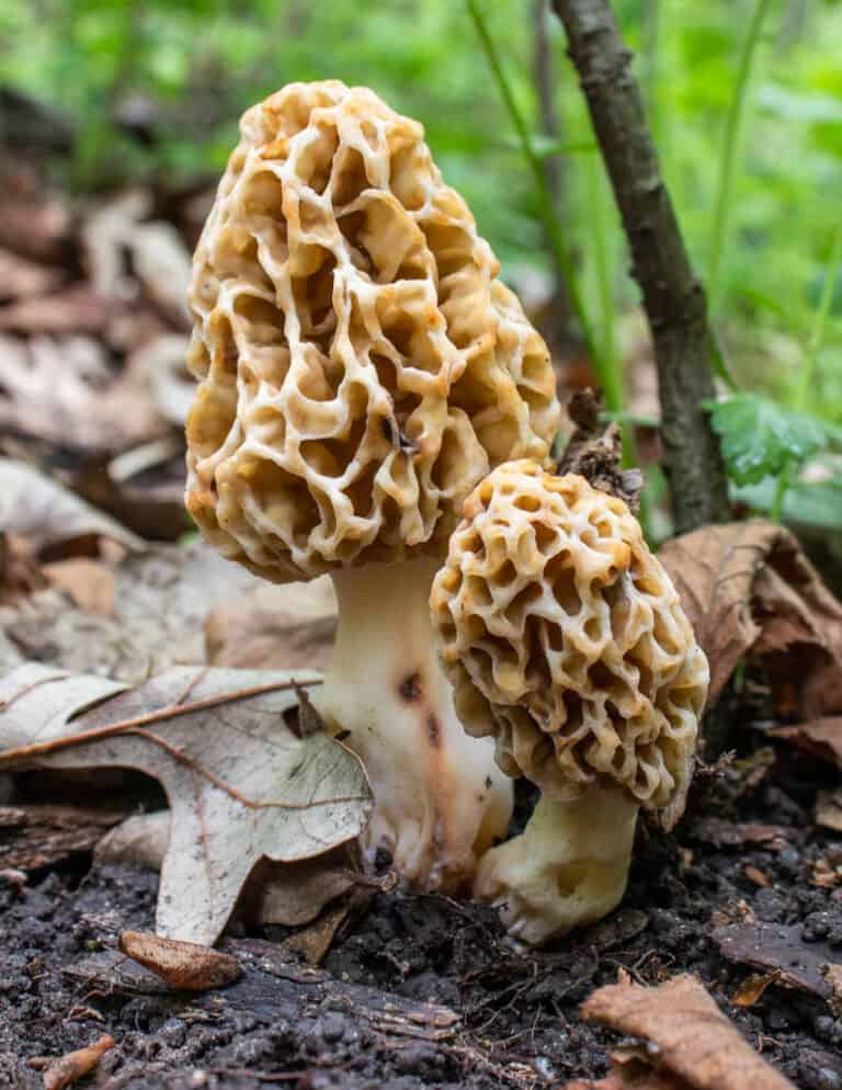 Legend of The Peckerhead Morel - Forager | Chef