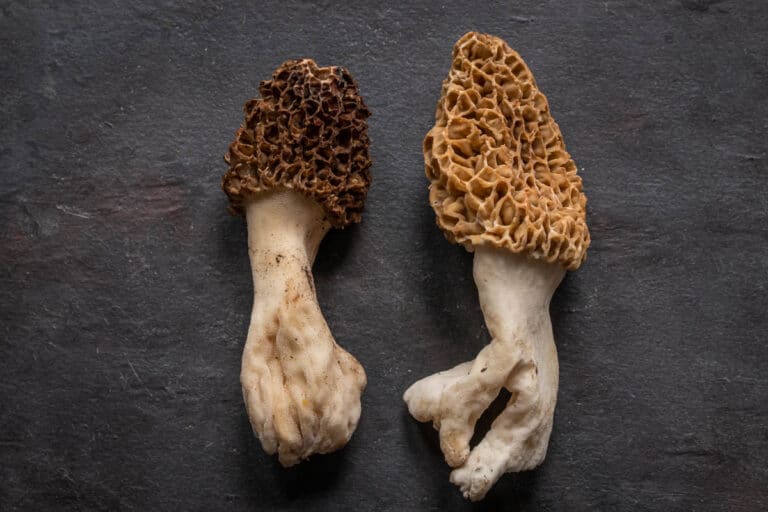Classic Fried or Breaded Morels