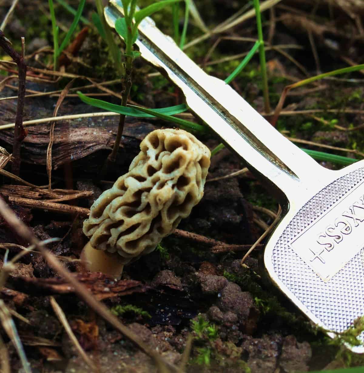 legend of the peckerhead morel