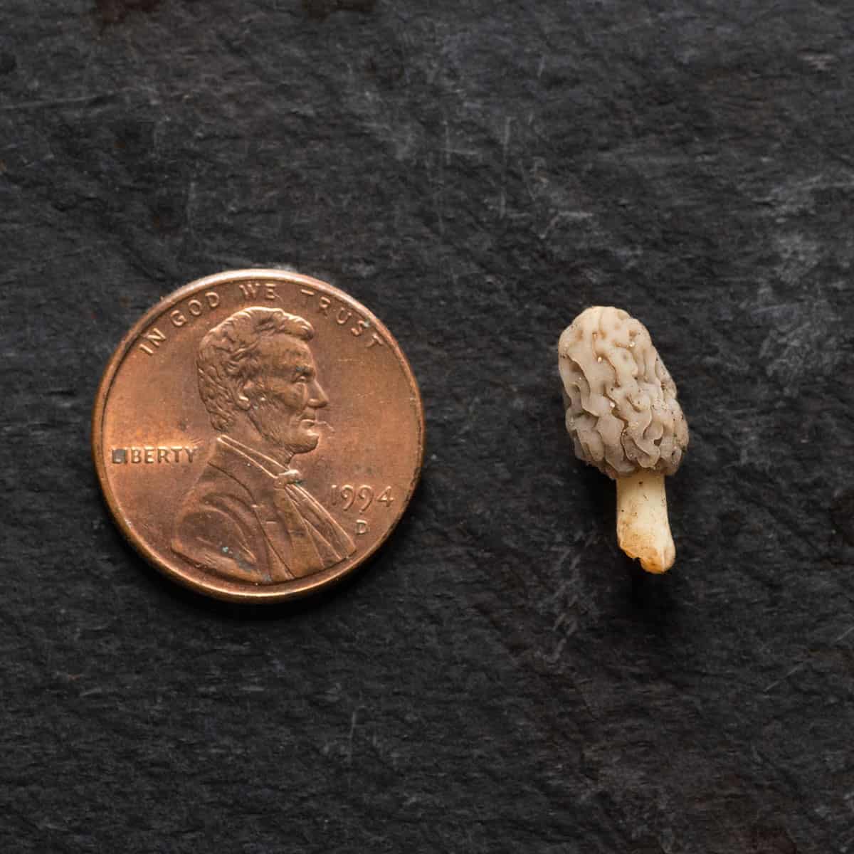 Legend of The Peckerhead Morel - Forager | Chef
