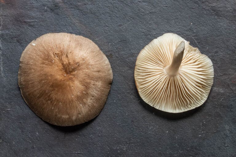 Deer Mushrooms: Pluteus Cervinus and Pestatus