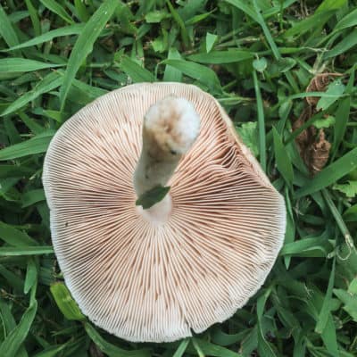 Deer Mushrooms: Pluteus Cervinus and Pestatus