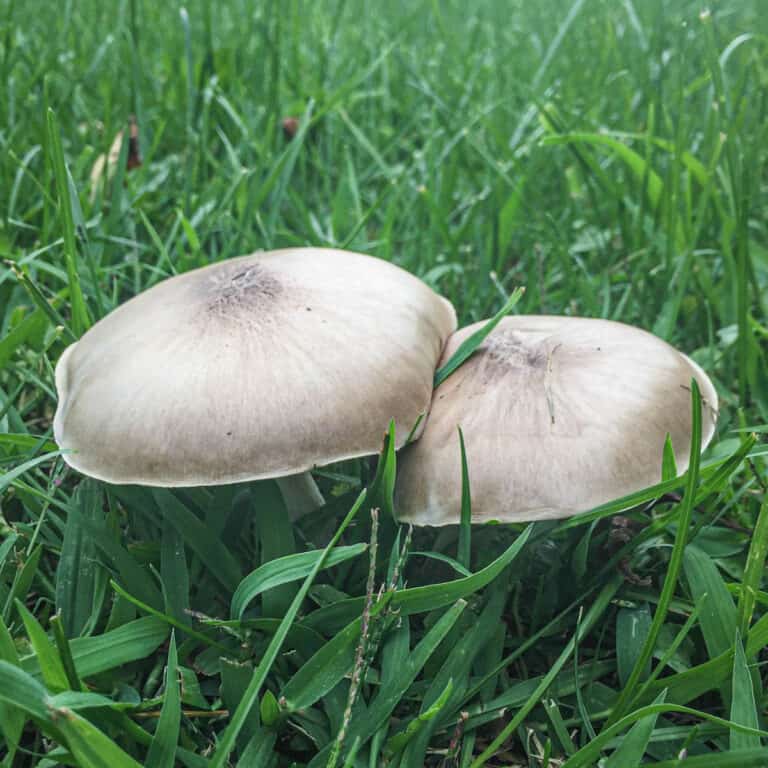 Deer Mushrooms: Pluteus Cervinus and Pestatus