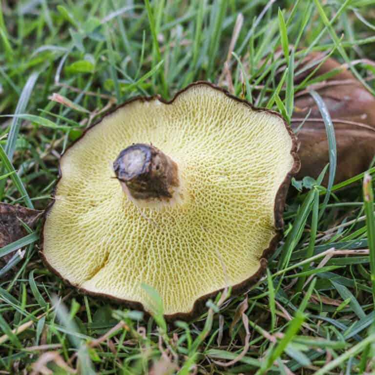 Ash Tree Boletes or Boletinellus Merulioides