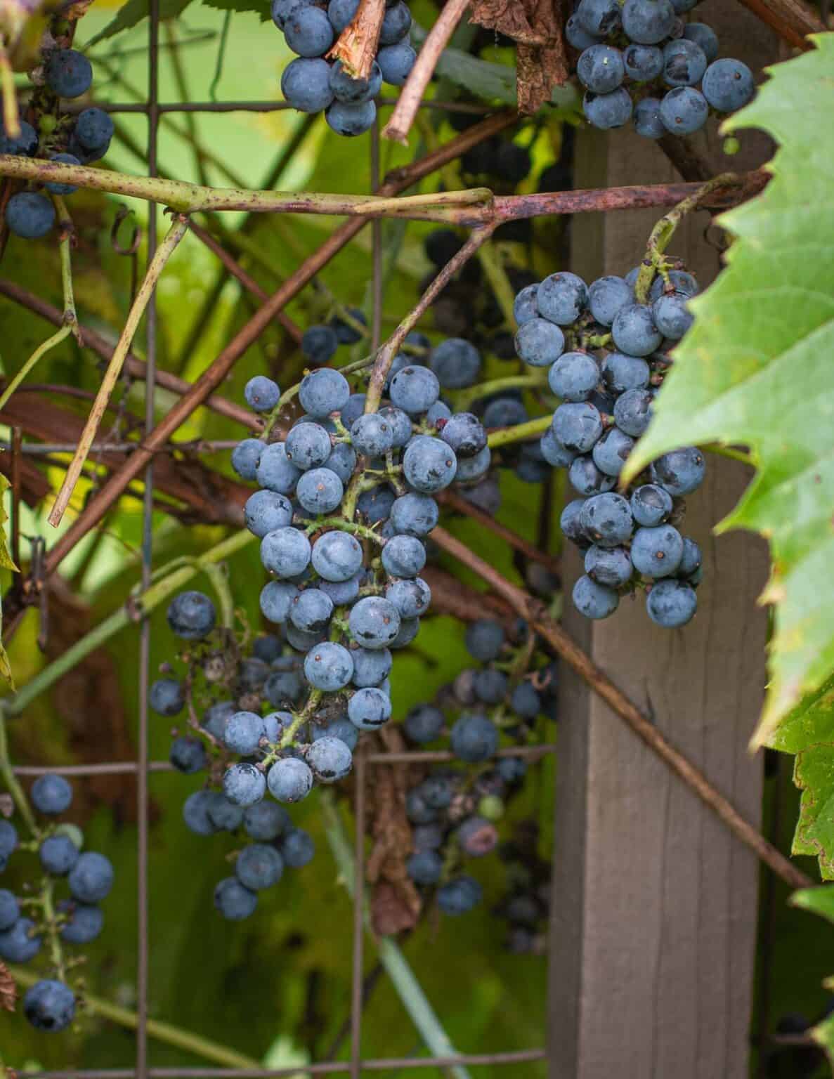 The Forager's Guide to Wild Grapes