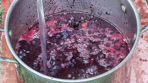 The Forager's Guide to Wild Grapes