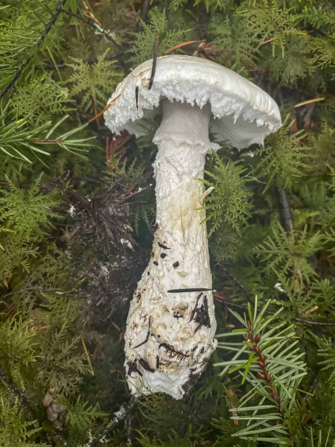 Matsutake or Pine Mushrooms: Identification, Harvesting and Cooking