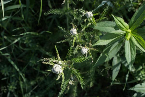 Cooking With Yarrow - Forager | Chef