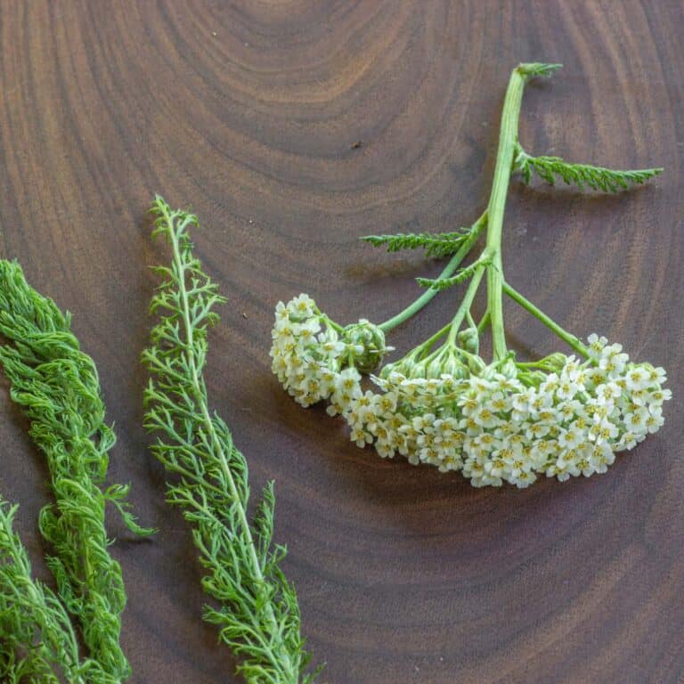 Cooking With Yarrow - Forager | Chef