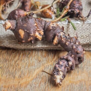 Hopniss Tubers or American Groundnuts - Forager | Chef