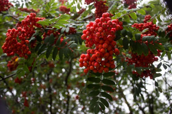 Cooking With Rowan Berries