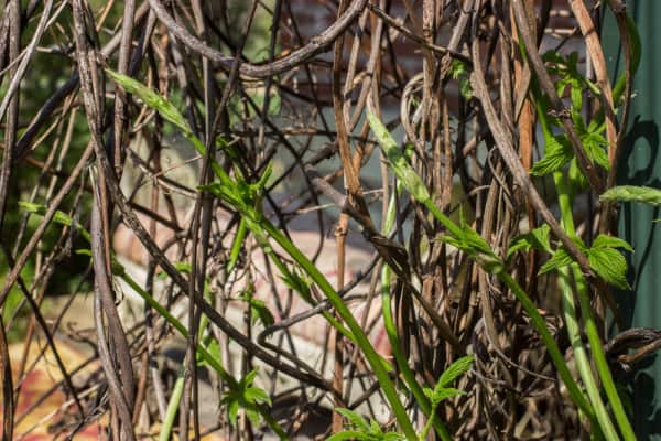 Foraging and Cooking Hop Shoots: Wild and Cultivated