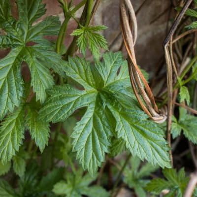 Foraging and Cooking Hop Shoots: Wild and Cultivated