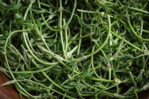 Foraging and Cooking Hop Shoots: Wild and Cultivated