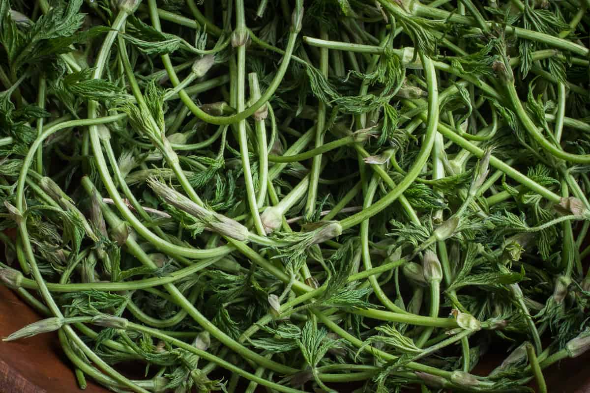 Foraging and Cooking Hop Shoots: Wild and Cultivated