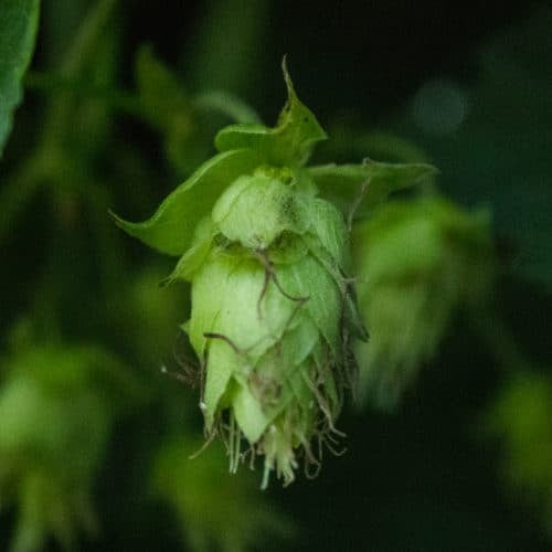Foraging and Cooking Hop Shoots: Wild and Cultivated