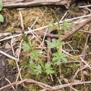 Foraging and Cooking Hop Shoots: Wild and Cultivated