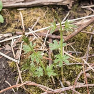 Foraging and Cooking Hop Shoots: Wild and Cultivated