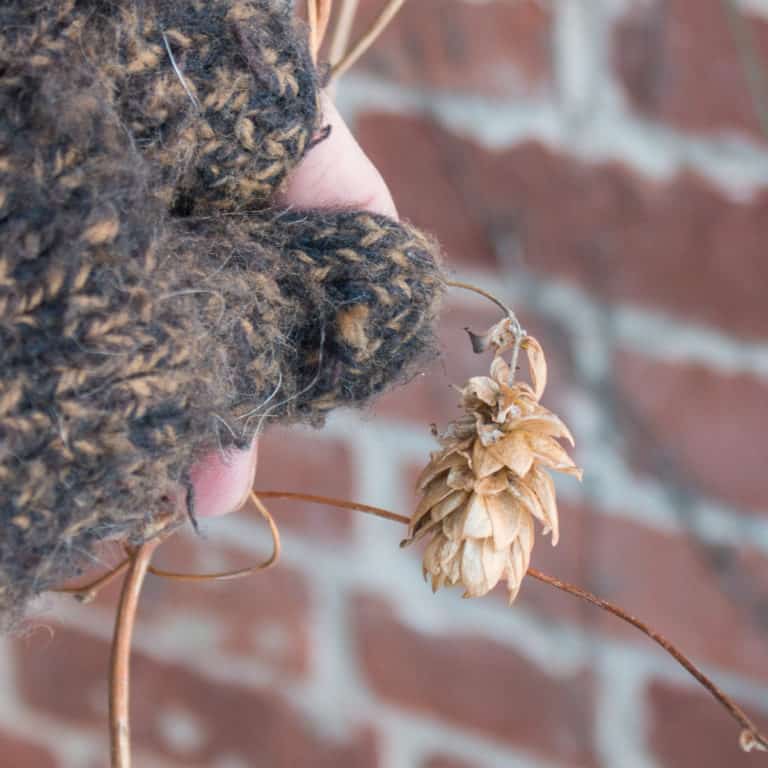 Foraging and Cooking Hop Shoots: Wild and Cultivated