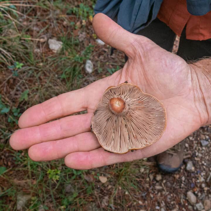 Foraging for Bleeding Milkcaps (Lactarius sanguifluus)