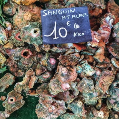 Foraging for Bleeding Milkcaps (Lactarius sanguifluus)