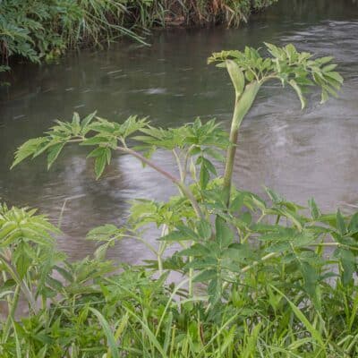 Wild Angelica: Cooking and Uses - Forager | Chef