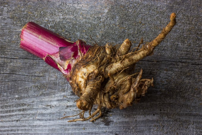 Wild Angelica: Cooking and Uses - Forager | Chef