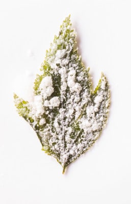 Candied Angelica Stems Recipe - Forager | Chef