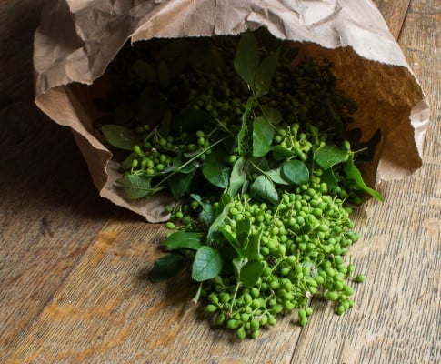 Cooking With American Kinome (Sansho Leaves) Forager | Chef