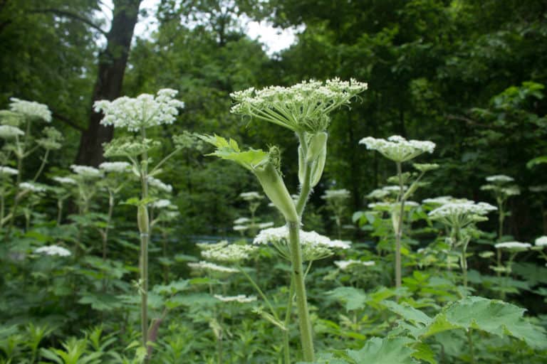 Wild Parsnip: Harvesting, Cooking, and Safety - Forager | Chef
