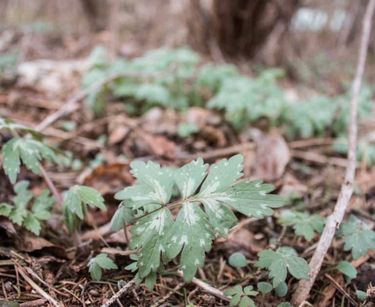 Foraging and Eating Virginia Waterleaf - Forager | Chef