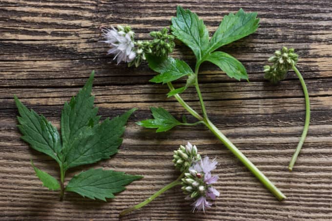 Foraging and Eating Virginia Waterleaf - Forager | Chef
