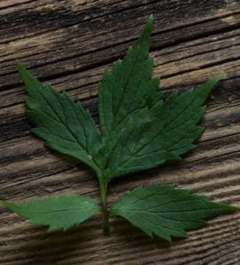 Foraging and Eating Virginia Waterleaf - Forager | Chef