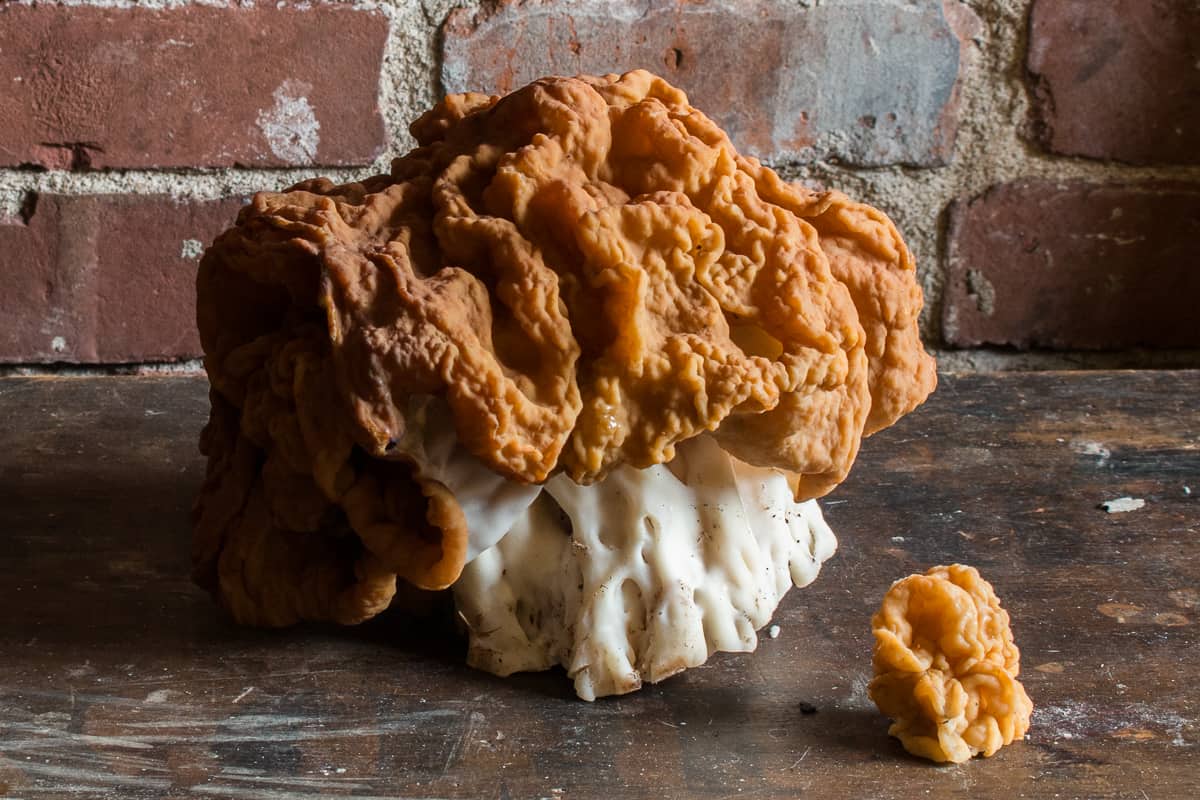 Edible False Morel Gyromitra Korfii Edible False Morel Gyromitra Korfii