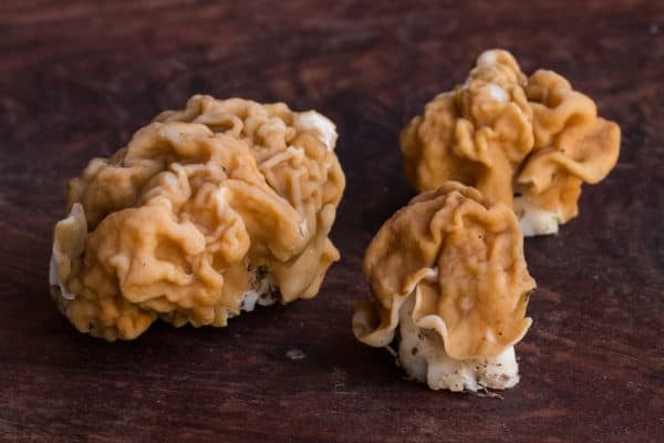 Cooking a False Morel or Gyromitra Mushroom