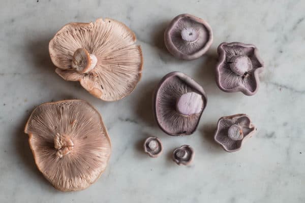 Guide to Blewit Mushrooms (Clitocybe Nuda) - Forager | Chef