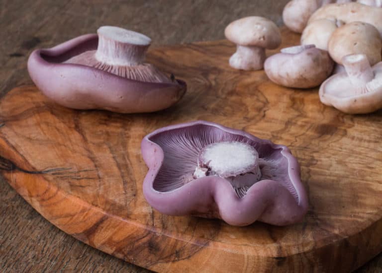 Guide to Blewit Mushrooms (Clitocybe Nuda) - Forager | Chef