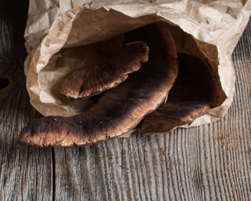 Ischnoderma Resinosum Mushroom Broth - Forager | Chef