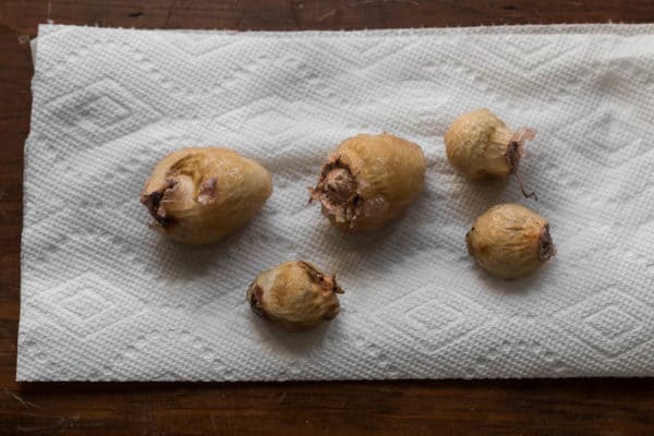 Cooking Stinkhorn Eggs / Witch's Eggs - Forager | Chef