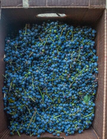 The Forager's Guide to Wild Grapes