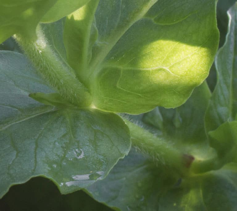 How to Harvest and Cook with Chickweed - Forager | Chef